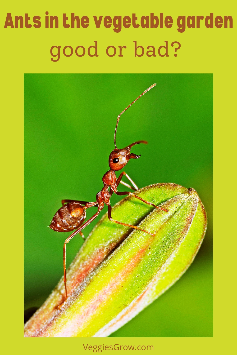 Ants in the vegetable garden: good or bad? - Veggies Grow