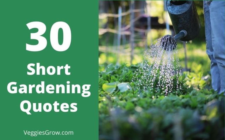 30+ of the Best Short Gardening Quotes - Veggies Grow
