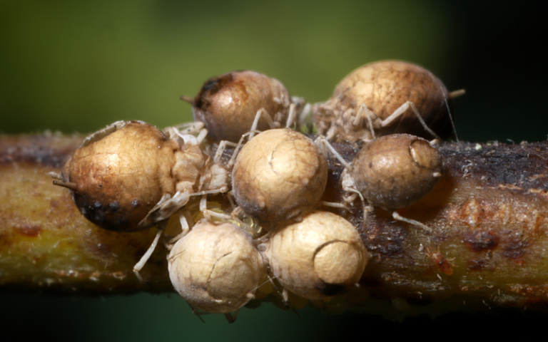 Aphid mummies, mealybug mummies, and why they should never be disturbed ...