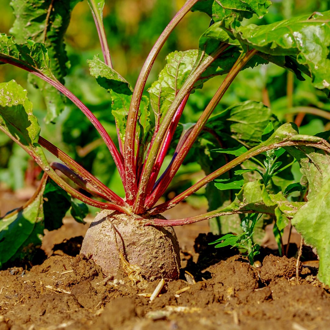 21 vegetables and herbs you can grow even if you have sandy soil ...