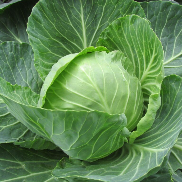 Cabbage worms: Identify and get rid of them to protect your leafy ...