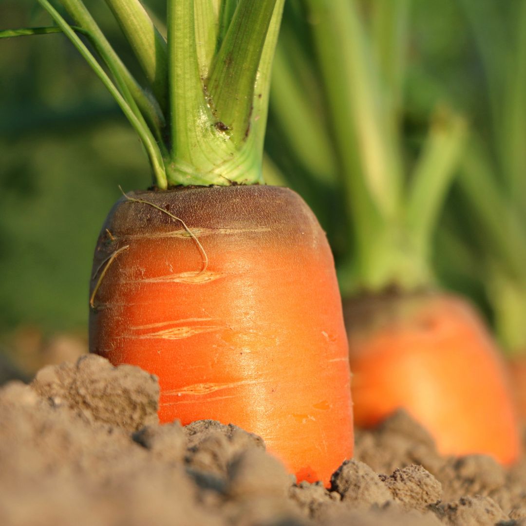 21 vegetables and herbs you can grow even if you have sandy soil ...