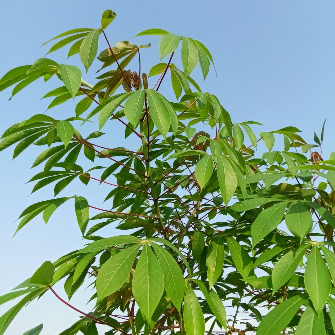 21 Vegetables And Herbs You Can Grow Even If You Have Sandy Soil