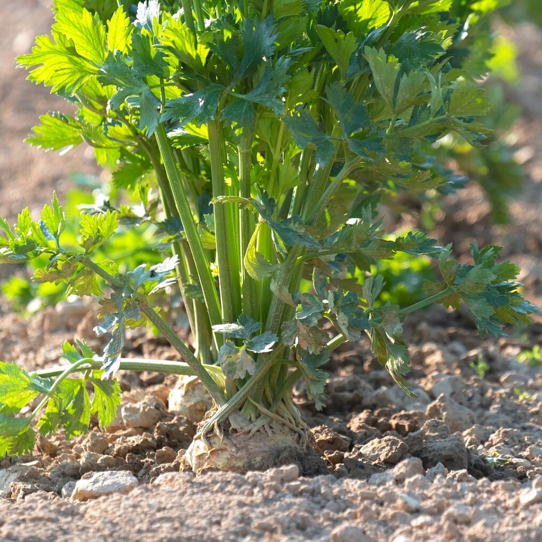 Why Transplant Vegetable Seedlings? [Includes a List of Vegetables That ...