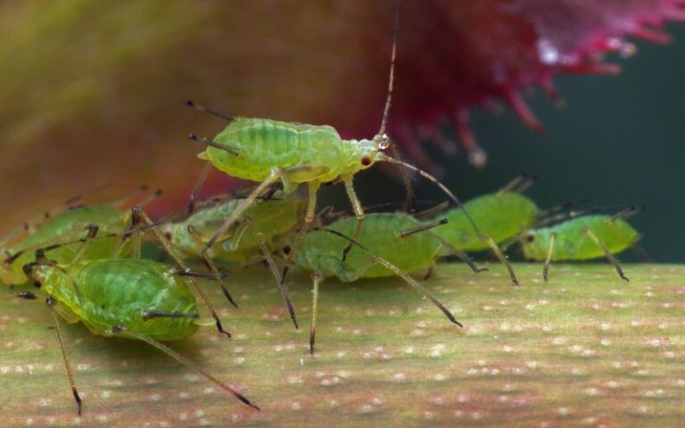 Aphids on Vegetable Plants: How to Identify and Eradicate them in No ...