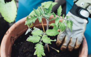 Size really does matter when it comes to container gardening [container ...
