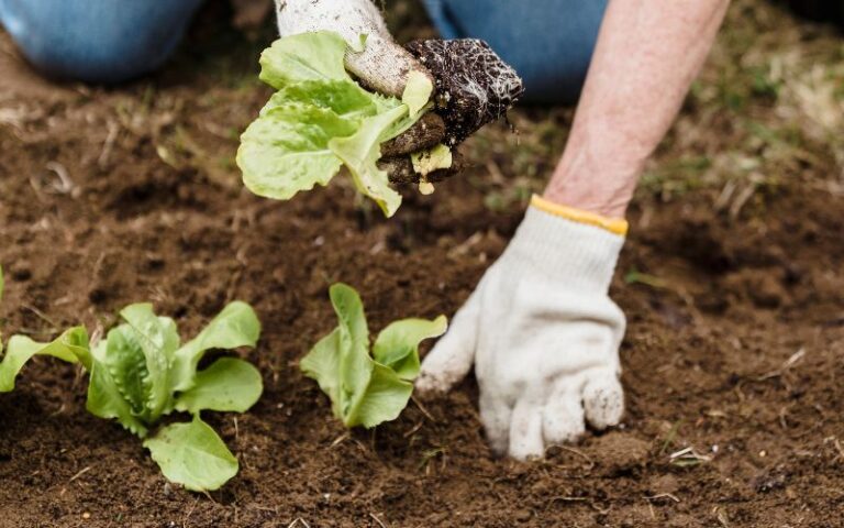 Correct plant spacing requirements for 59 different vegetables and ...