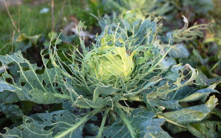 Cabbage worms: Identify and get rid of them to protect your leafy ...
