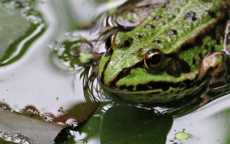 Encouraging frogs and toads to your garden for natural pest control ...