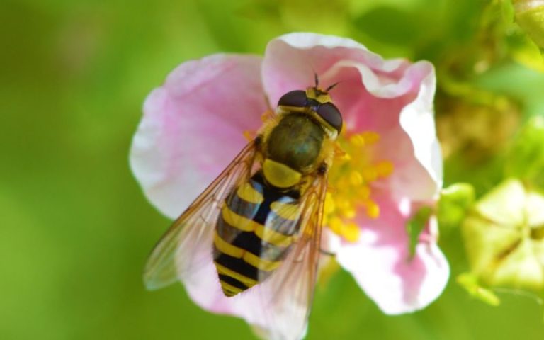 Need help with pollination and pest control? Attract hoverflies to your ...
