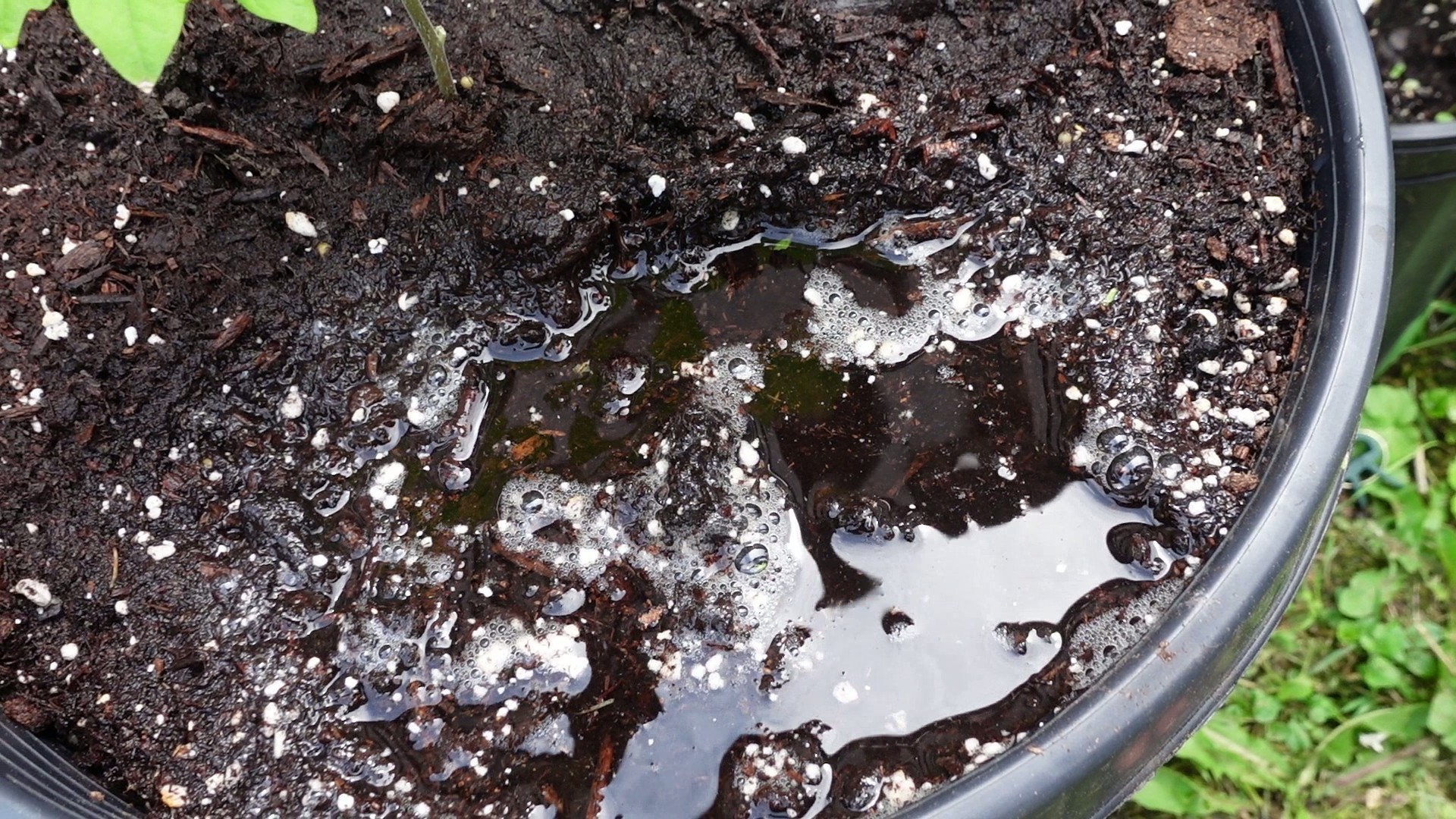 How to water container vegetables the right way: a complete guide ...