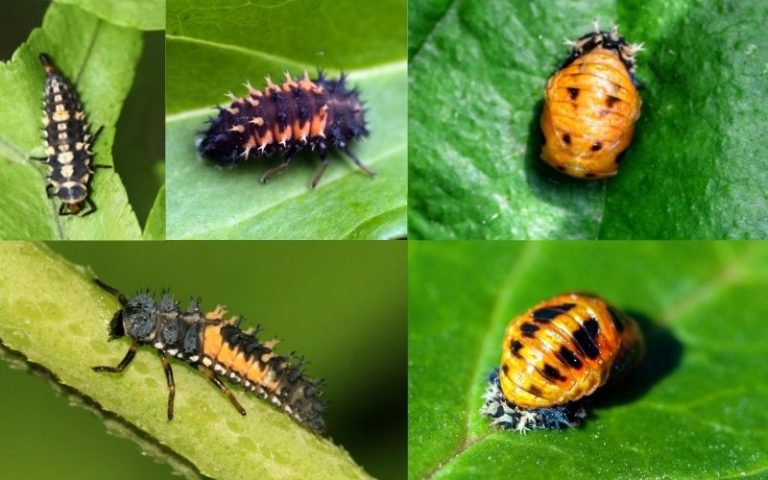 Ladybug larvae look nothing like ladybugs: Here's what they actually ...