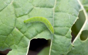 Cabbage worms: Identify and get rid of them to protect your leafy ...