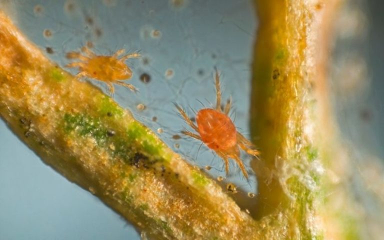 How do you get rid of spider mites on vegetable plants? - Veggies Grow