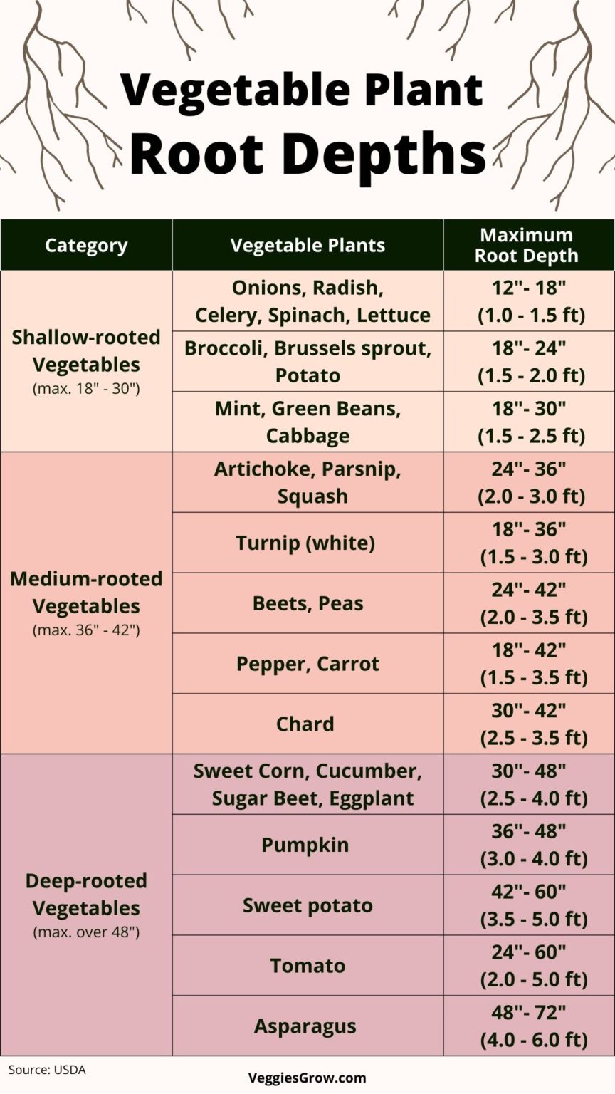 Vegetable Root Depths: Find Out How Deep Your Roots Can Grow and Why it ...