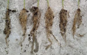 Vegetable Root Depths: Find Out How Deep Your Roots Can Grow and Why it ...