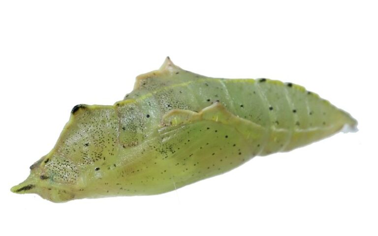 Cabbage worms: Identify and get rid of them to protect your leafy ...