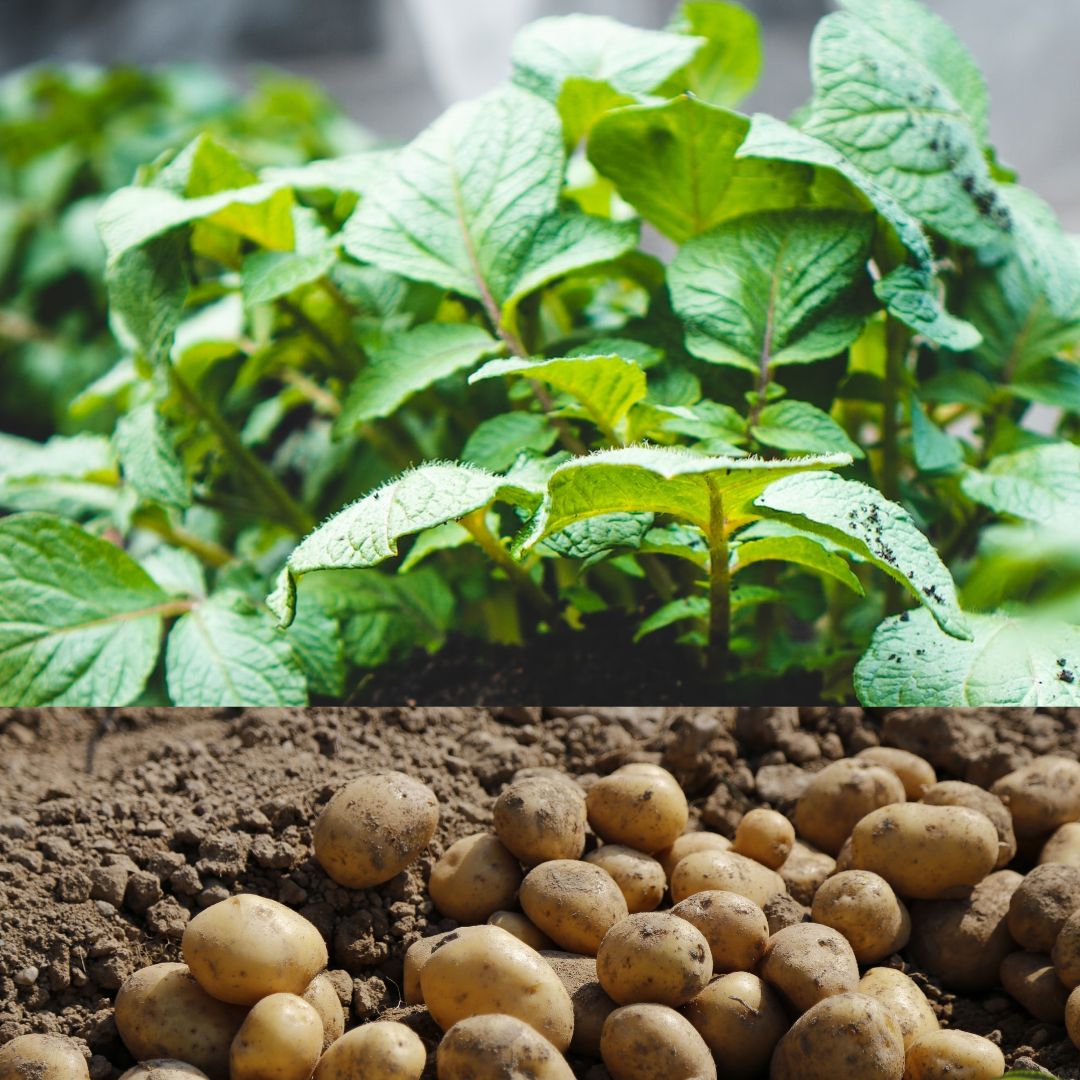 How to deal with damage caused by wireworms to your vegetable garden ...