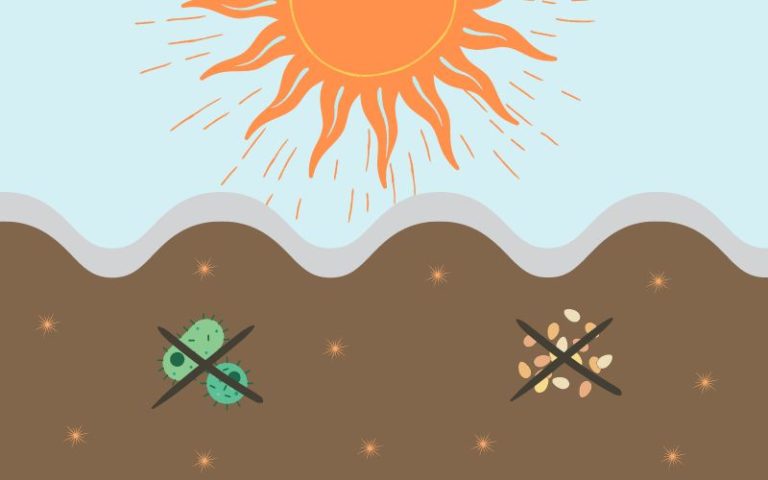 Soil Solarization: How to Use Solar Energy to Get Rid of Disease and ...