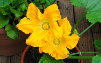 Adding phosphorus to your garden: why is it important and how to add it ...